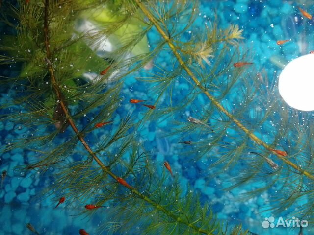 Мальки гуппи и меченосцев