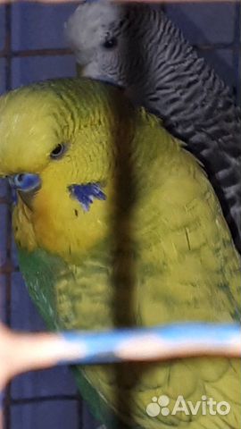 Волнистый попугай