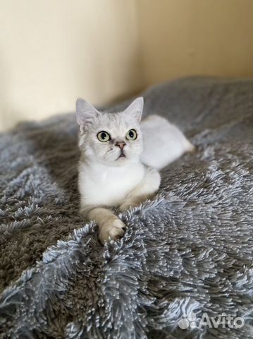 Шотланская кошечка в добрые руки