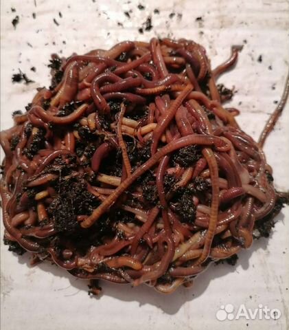 Калифорнийские черви