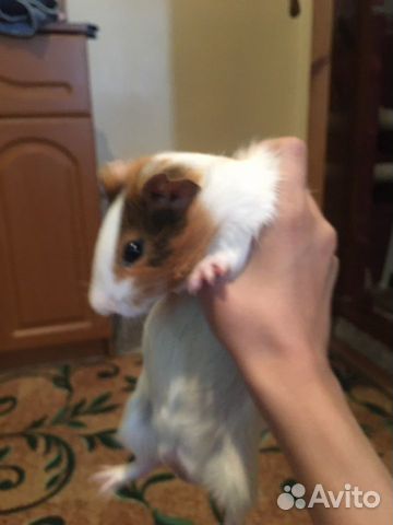 Морские свинки