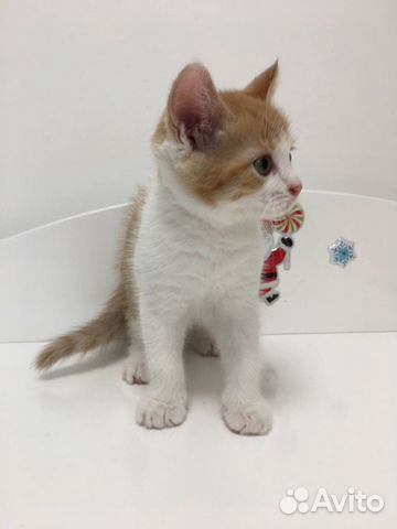 Котята в добрые руки бесплатно