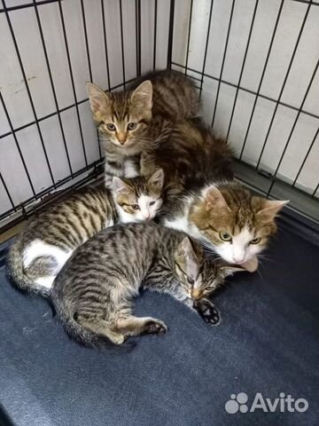 Тигровые красавчики