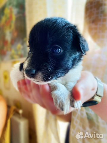 Русский спаниель