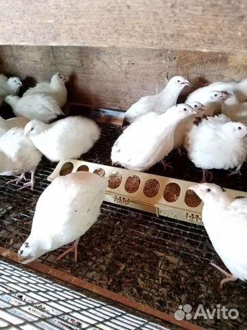 Перепел техаский
