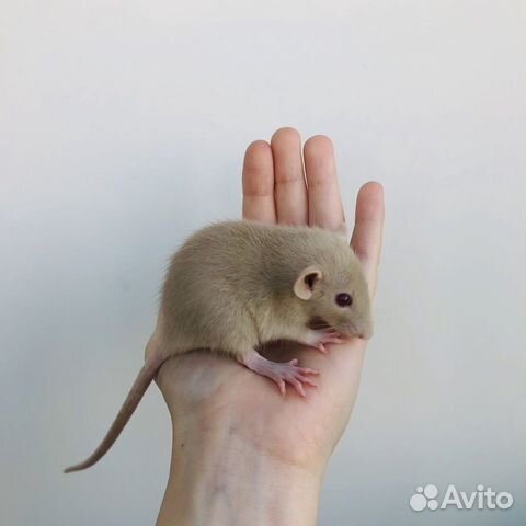 Крысы, крысята дамбо, шампань девочка