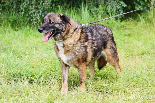 Сладкая Карамелька в добрые руки из приюта