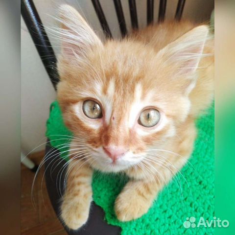 Котенок Зевс в добрые руки