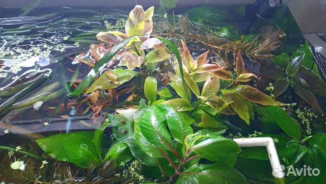 Аквариумные растения