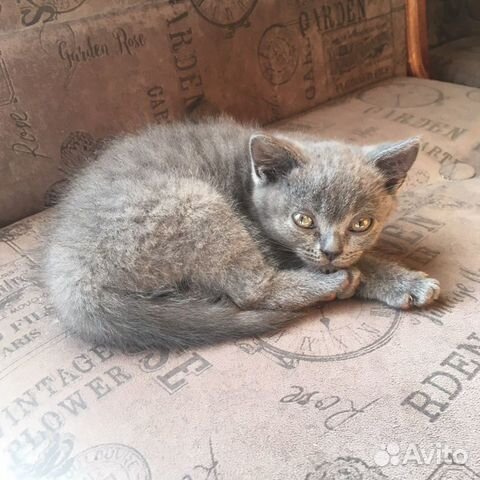 Кошка