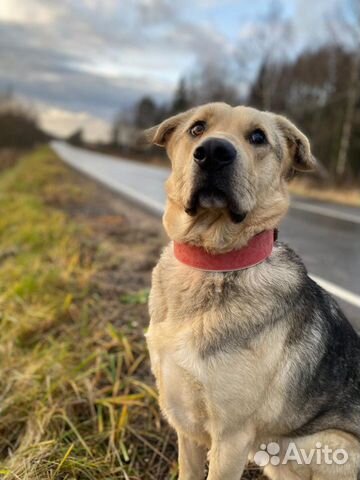 Сэм. В добрые руки