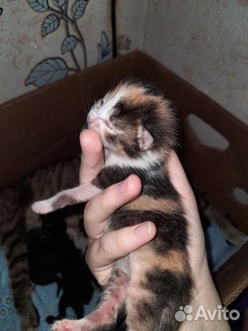Трех шёрстные котята, отдаём в добрые руки