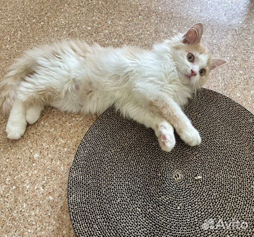 Котенок, кому персиковое счастье