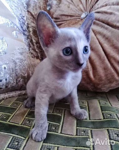 Котята корниш-рекс