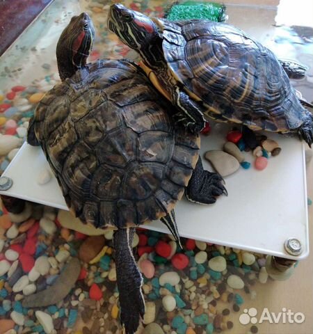 Красноухая черепаха