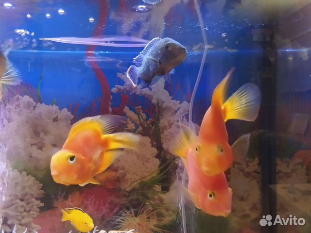 Рыба попугай