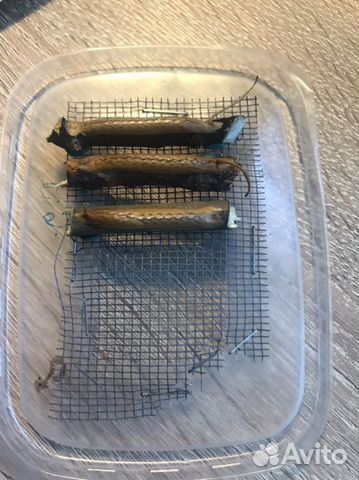 Оотека богомола Phyllocrania paradoxa