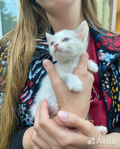 Заберите котяток домой