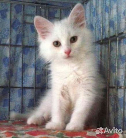 Белая малышка Аля, 3,5 мес