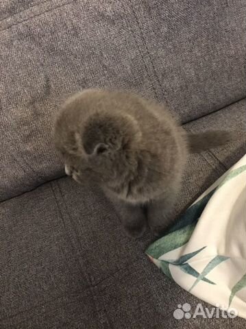 Котенок девочка вислоухая в добрые руки, к лотку п