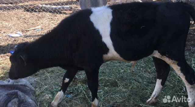 Бычок, телочки