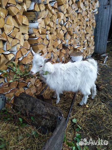 Продаются козлик и козочки возраст 5 месяцев