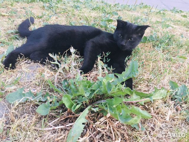 Британец помесь в добрые руки