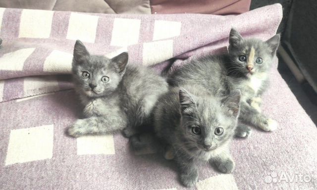 Котята