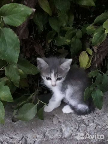 Отдам котят в добрые руки,дымчатый мальчик,серая с