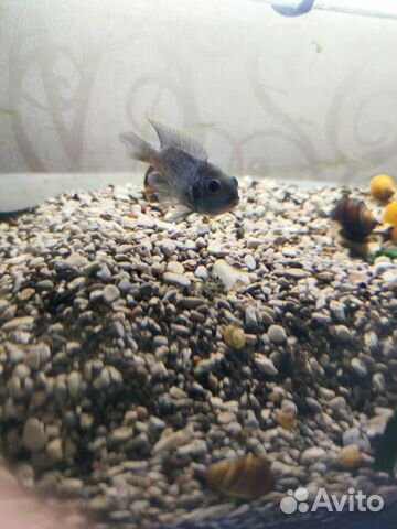 Акара неоновая