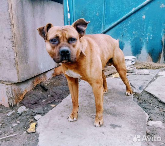 Собака (стаффордширский терьер )