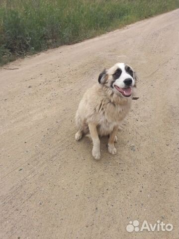 Потап ищет дом