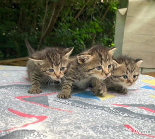 Котята 5 недель. Отдадим в хорошие руки