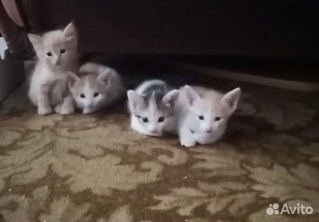 Котята «Крысыловы»