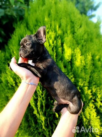 Бульдожки малыши