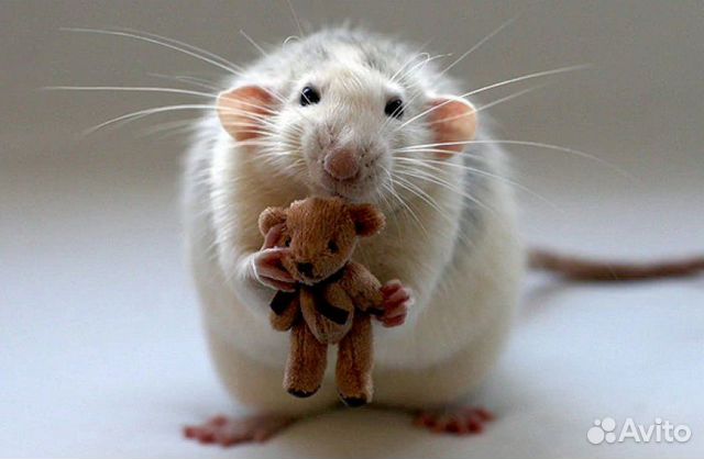 Крысята дамбо