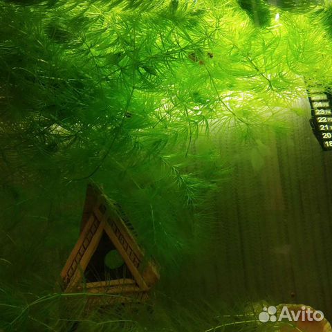 Роголистник и улитки