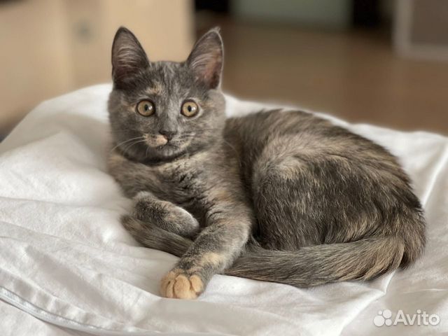 Котенок Рада в хорошие руки