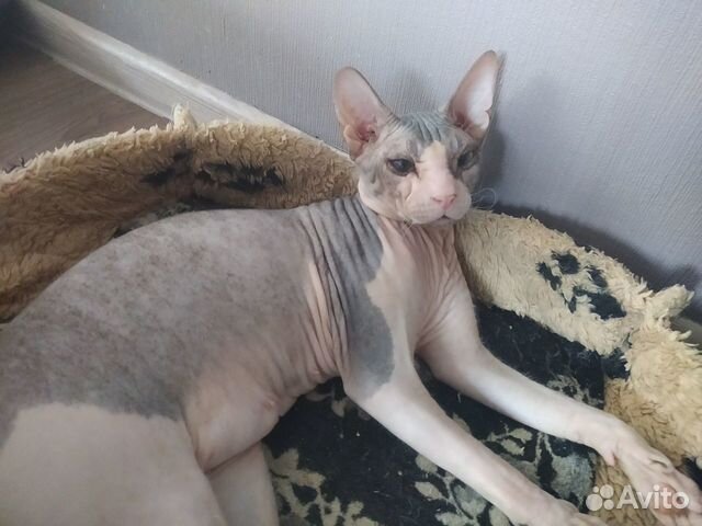 Донской сфинкс в добрые руки