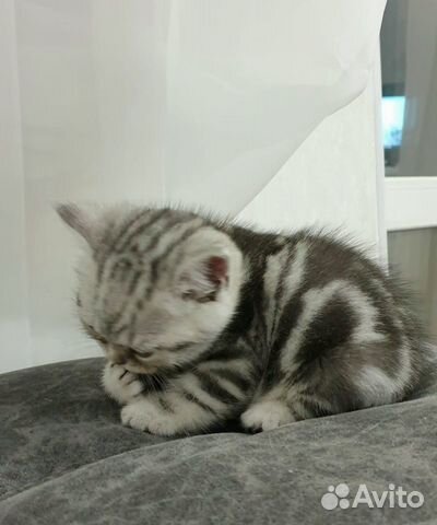 Шотландские прямоухие котята