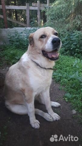 Среднеазиатская овчарка вдобрые руки