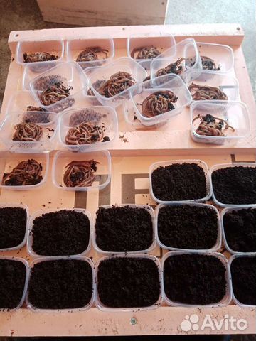 Червь дендробена