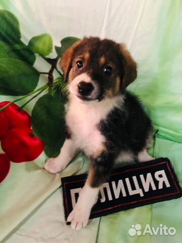 Щенок (девочка) в любящие руки