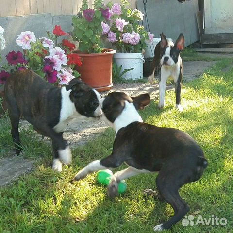 Собака щенки бостон терьера
