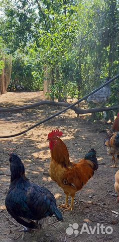 Петушок Синь Синь Дянь