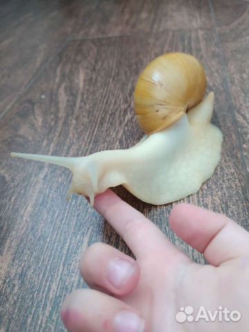 Улитки ахатины альбино