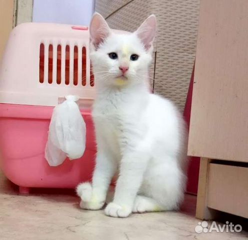 Белый котенок