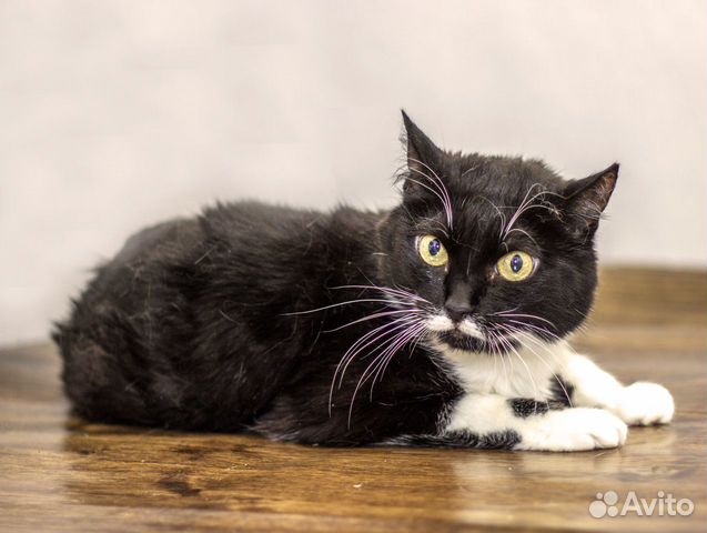 Черно белая кошка ищет дом единственным питомцем