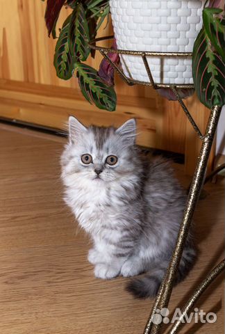 Шотландская длинношерстная девочка хайленд-страйт