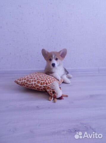 Очаровательные корги